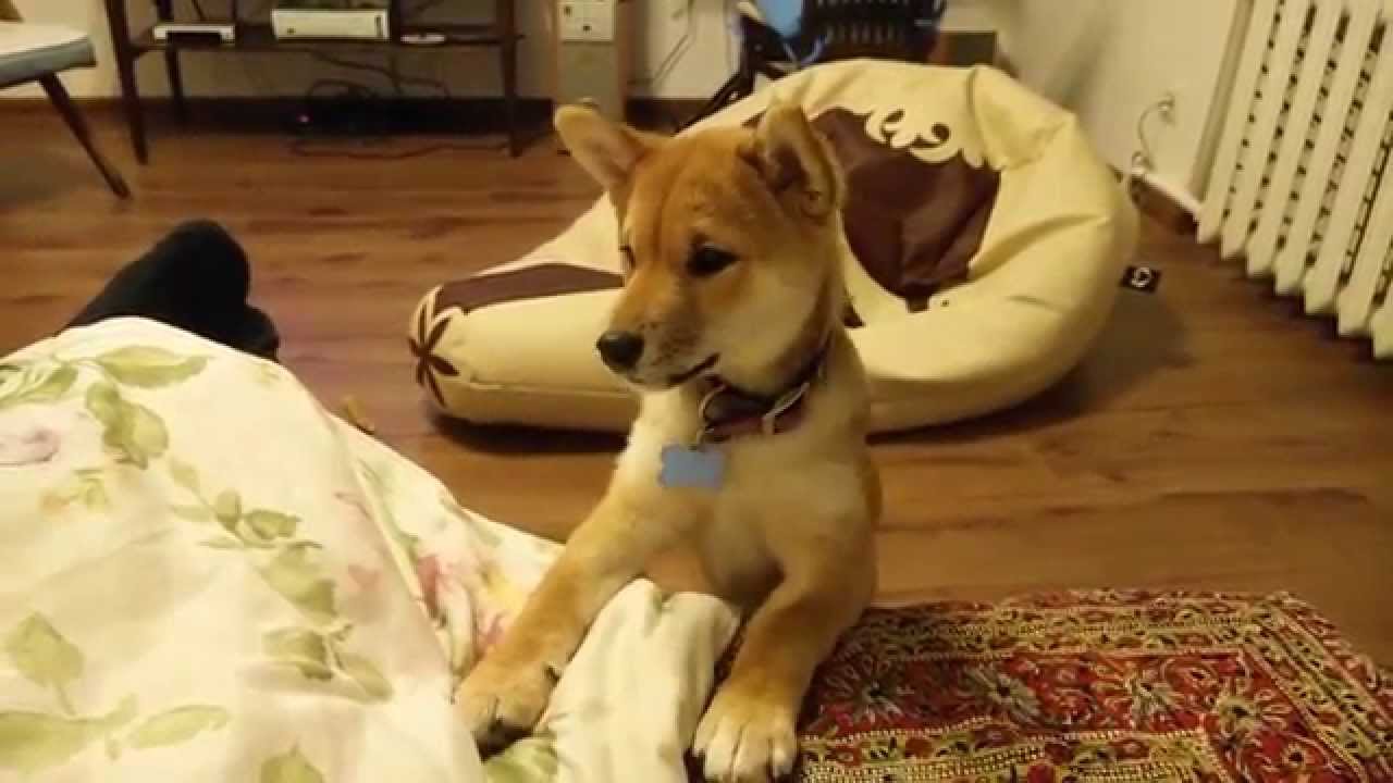 Shiba inu - Era - 4 months, gimme that!!! - YouTube