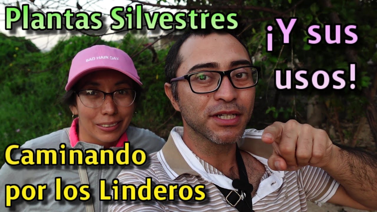 Caminando por los Linderos: Descubre las Plantas Silvestres Secretas ...