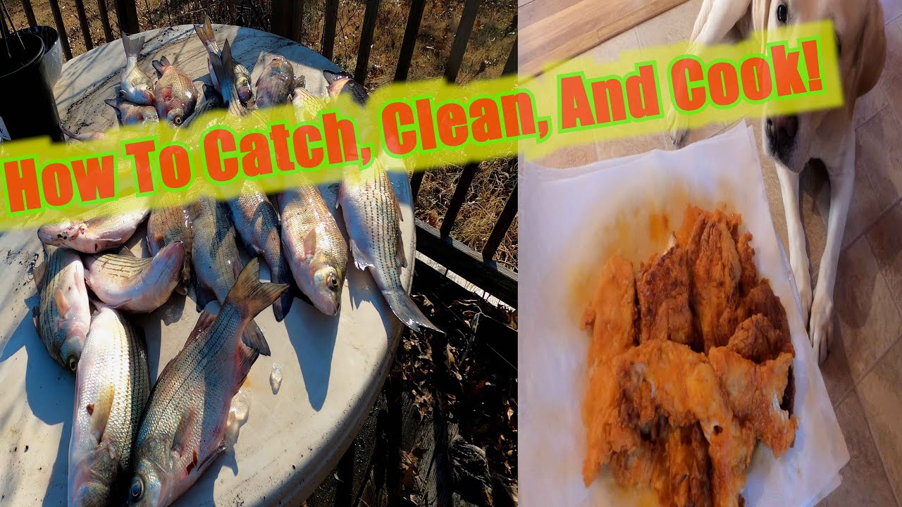How To Cook And Clean White Bass [sand bass] Stripers And Hybrid Bass ...