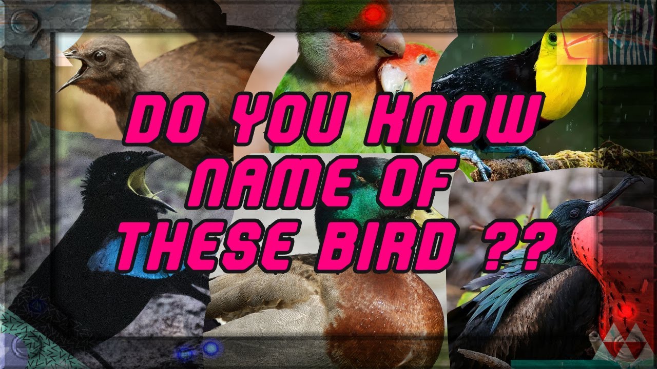 Do You Know Name of These Bird | Daily Quiz - YouTube