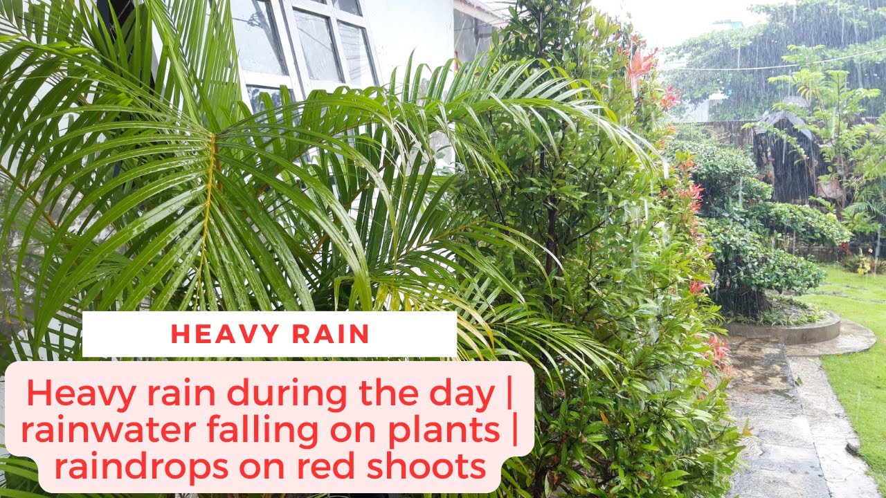 Heavy rain during the day | rainwater falling on plants | raindrops on ...