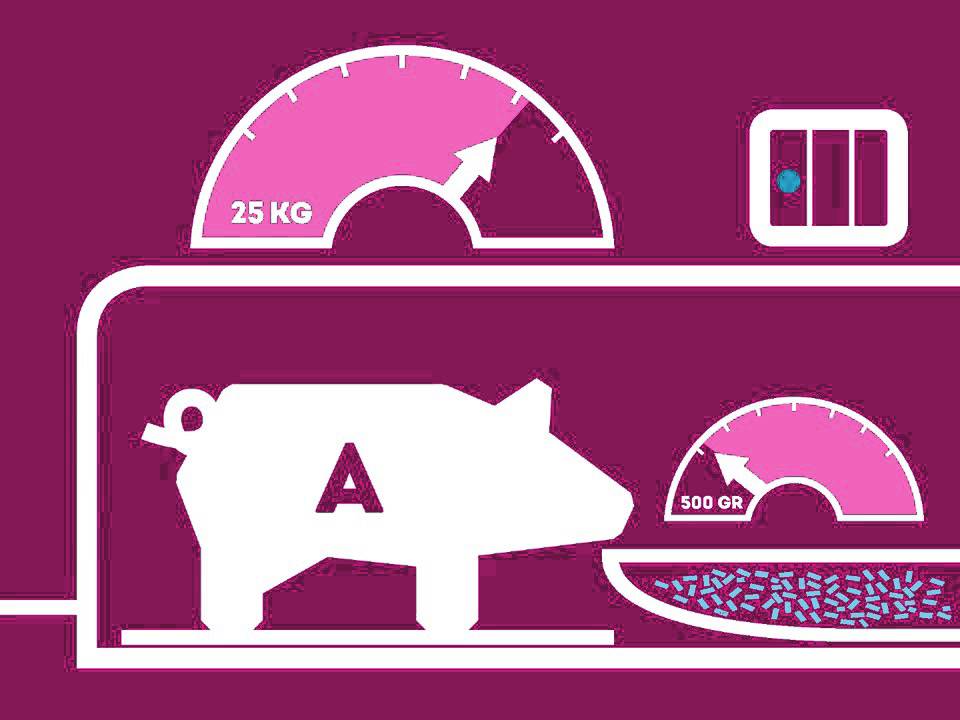 Nedap Pig Performace Testing - YouTube