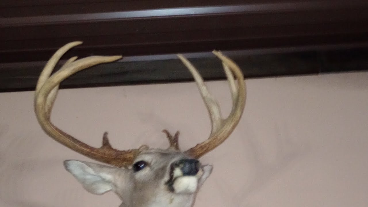 whitetail shed hunting #deer #hunting #comedy - YouTube