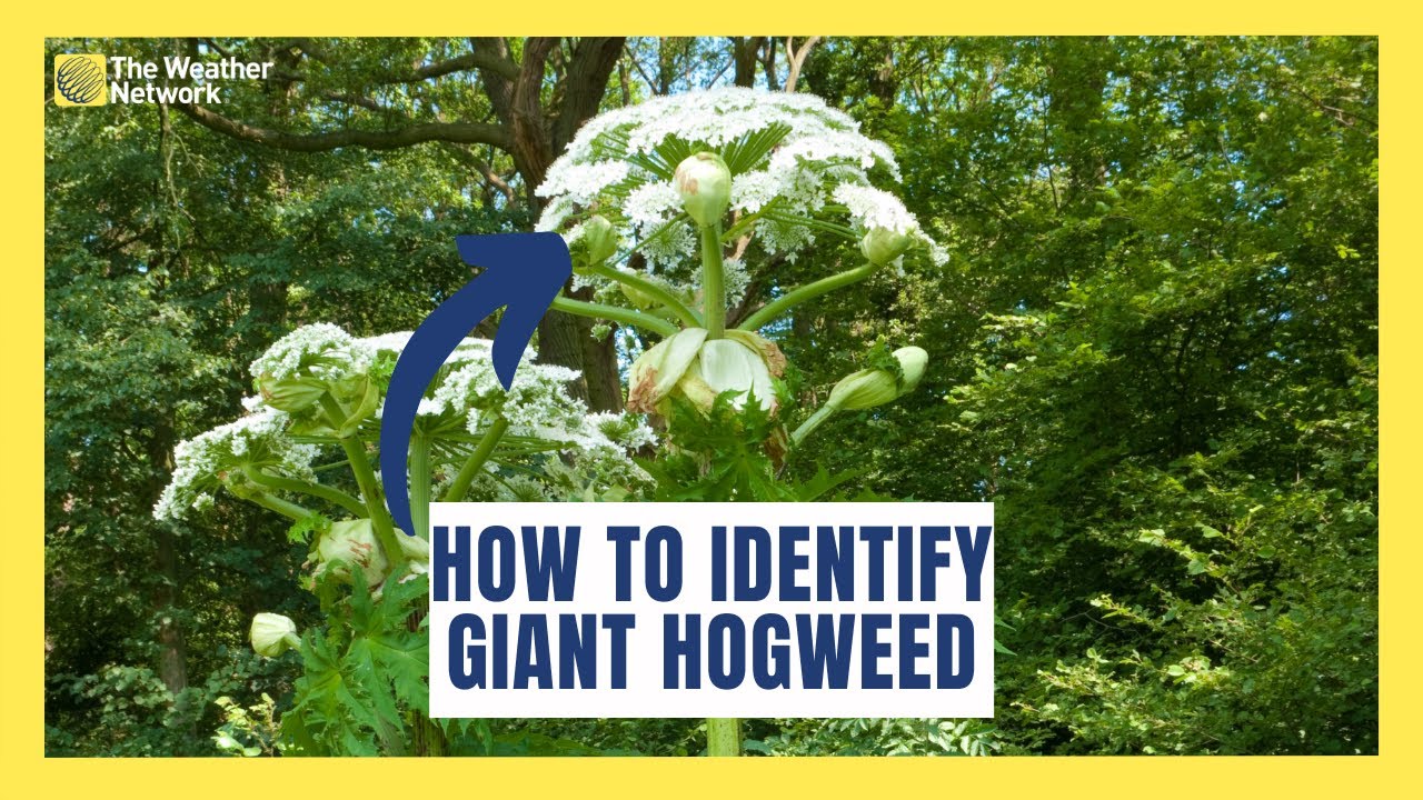 Hogweed Has Some Look-Alikes; How To Identify These Dangerous Plants ...