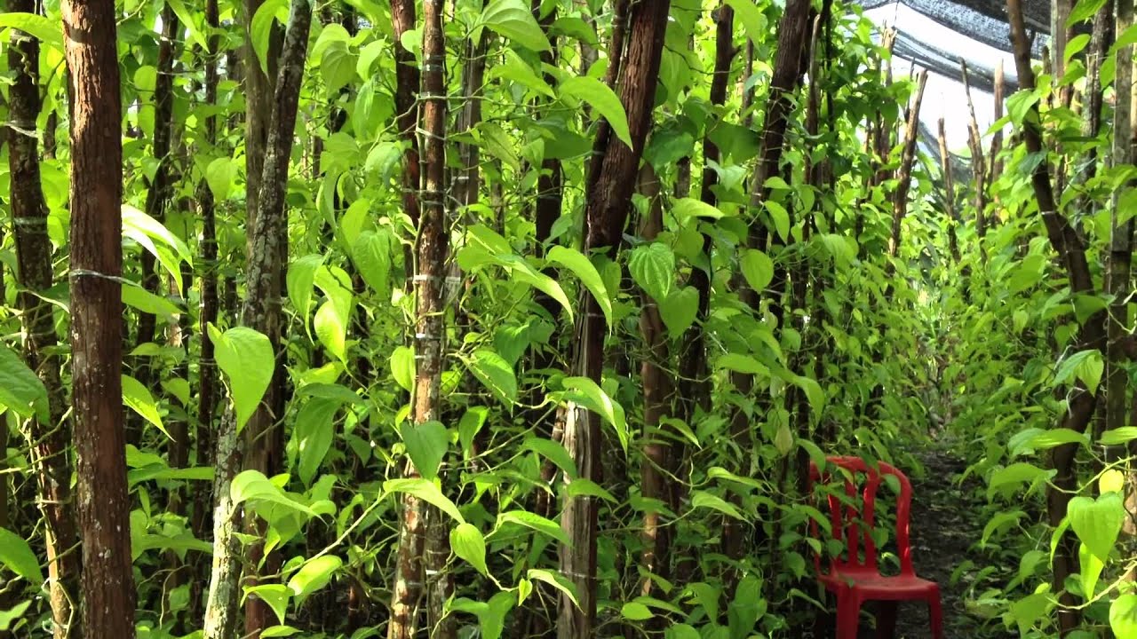 Betel Leaves for Chewing Pan - YouTube