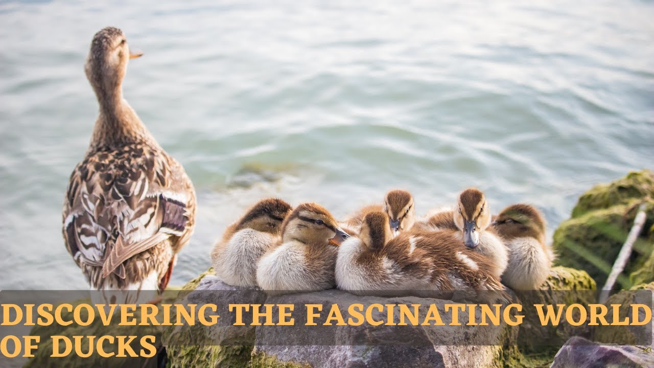 Discovering the Fascinating World of Ducks: Behaviors, Habitats, and ...