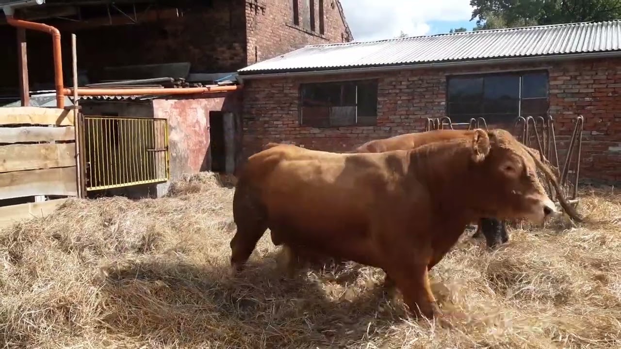 Walka byków. - YouTube