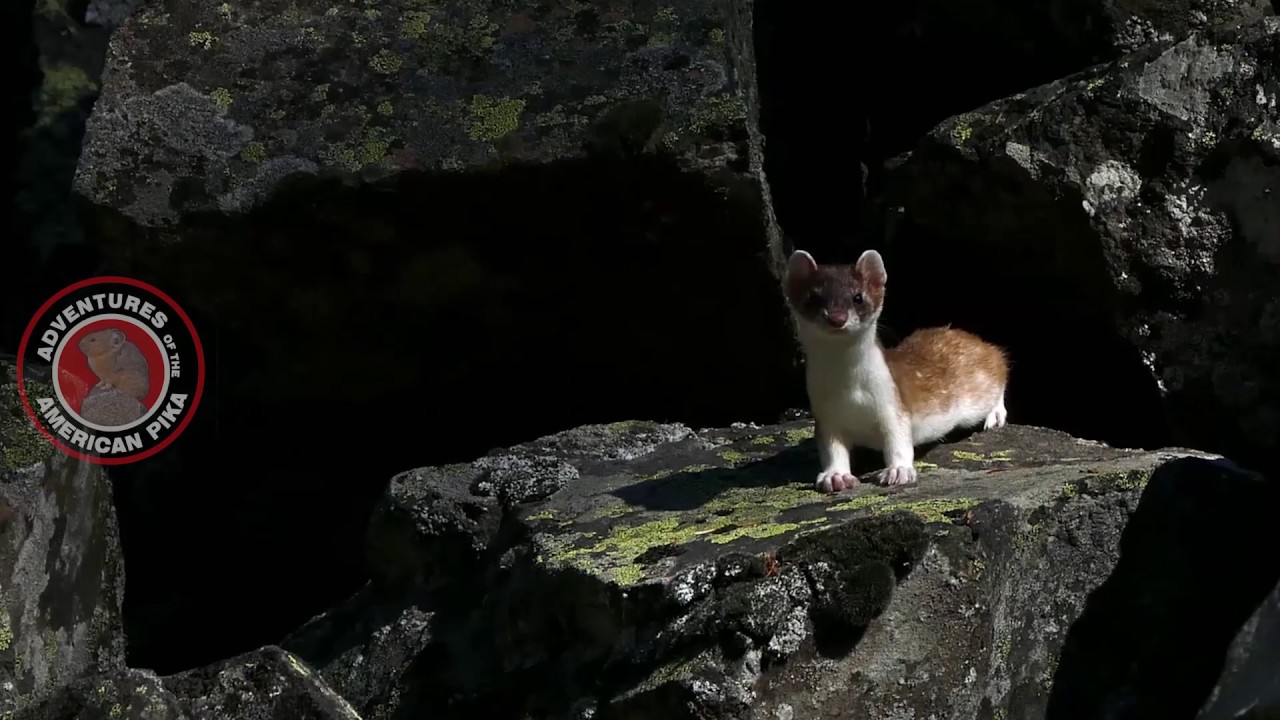 American Pika Gathering Food - YouTube