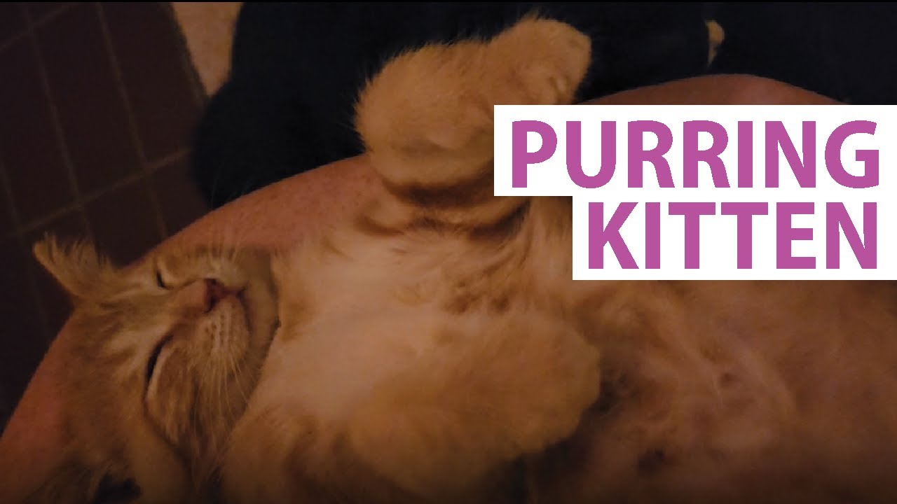 LITTLE ORANGE KITTEN PURRING IN MY ARMS | This is way too cute! Relaxed and sleepy, Seamus purrs ...