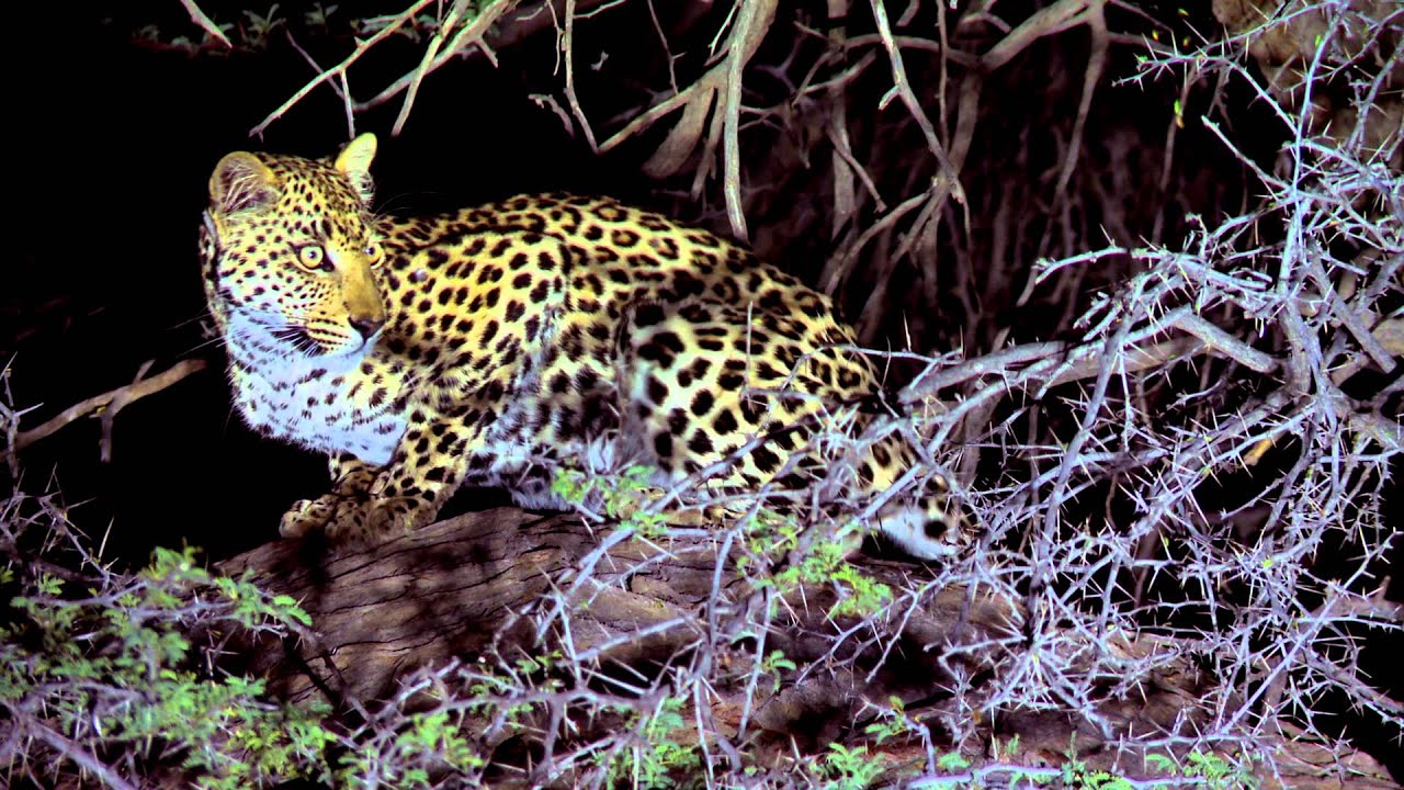 The Dark Side of the Kalahari - A Leopards tale - YouTube
