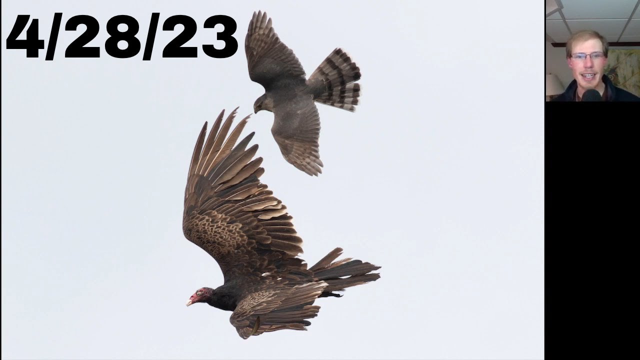 [59] Cooper's Hawk with Attitude and more at the Braddock Bay Hawk ...