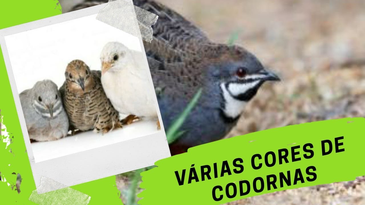 Codornas de varias cores.Codornas chinesas, codornão , codorna Golden ...
