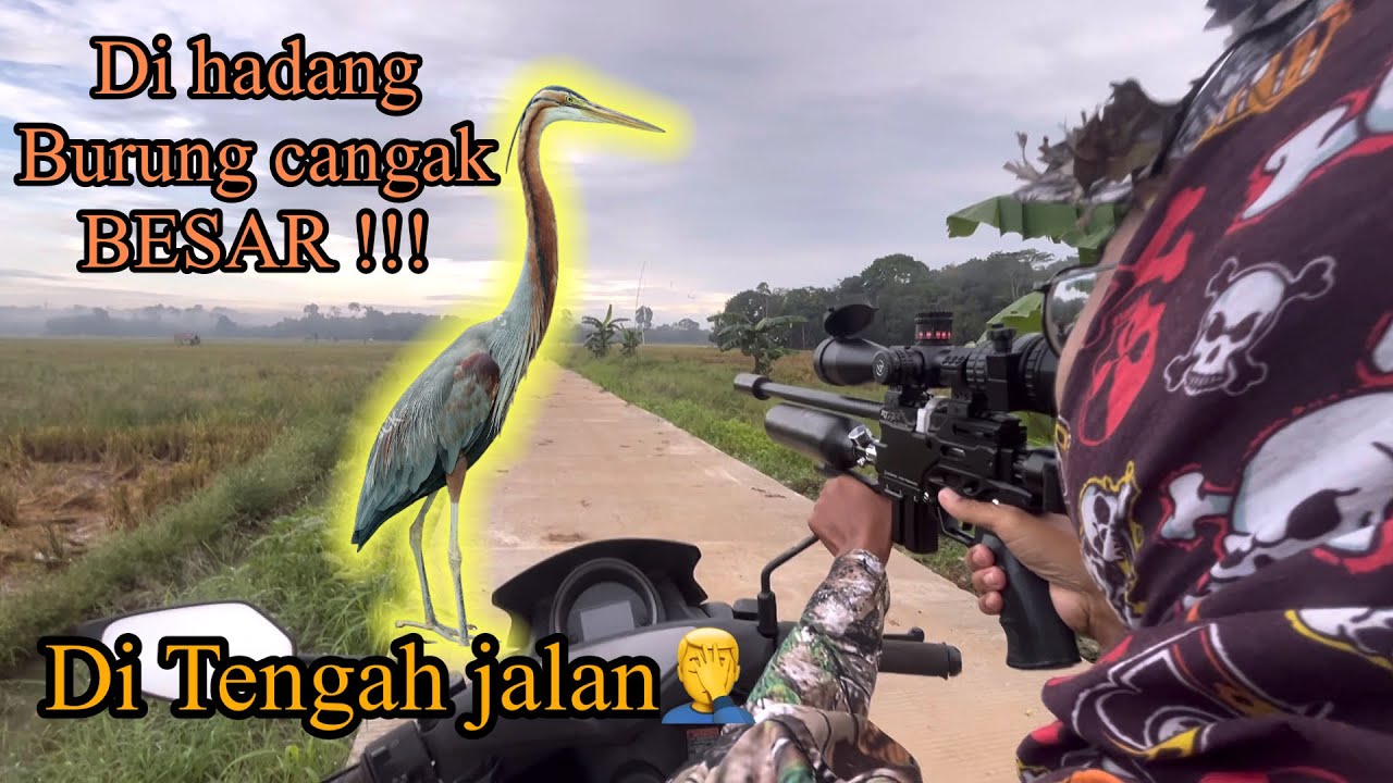 Vlog 2 Hunting seru di hadang burung cangak besar di tengah jalan poin ...