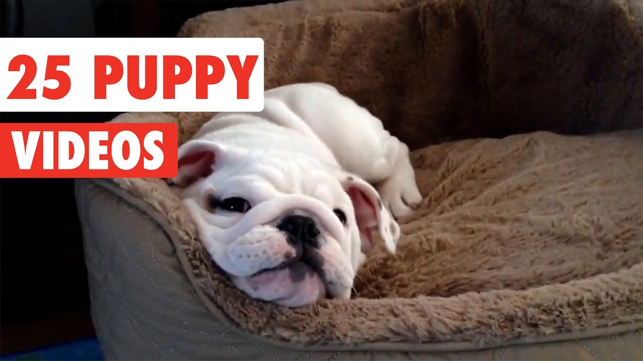 25 Puppy Videos Compilation 2017 - YouTube