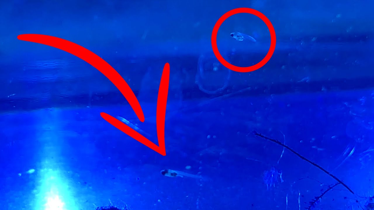 VERY RARE and SUPER TINY!!! - Japanese Rice Fish Breeding Project (Part ...