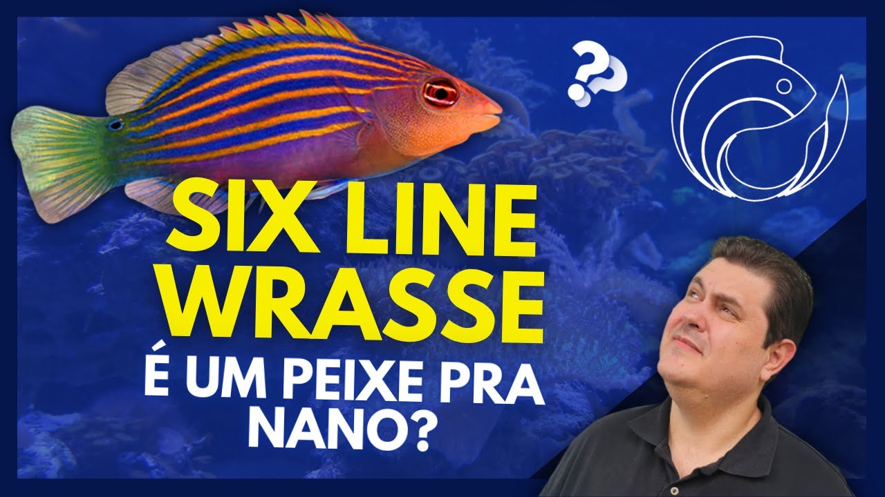 SIX LINE WRASSE - É UM PEIXE PRA NANO? - YouTube