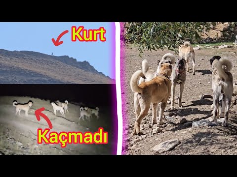 KURT SÜRÜYÜ GÖRÜNCE ULUMAYA BAŞLADI~GECE 4 KÖPEK KEŞE DALDI KEŞ HEPSİNİ GERİ PÜSKÜRTTÜ (BÜYÜK  GÖÇ )
