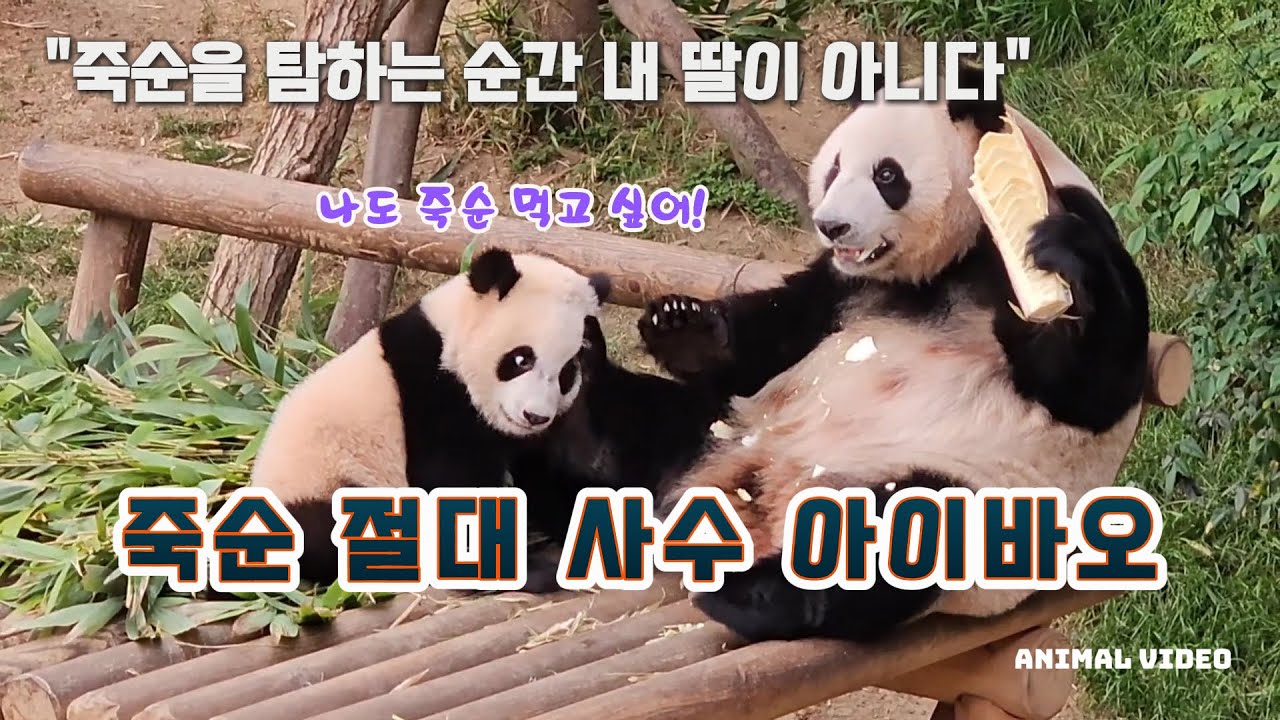 죽순 절대 사수 아이바오 죽순을 탐하는 순간 내 딸이 아니다 Youtube