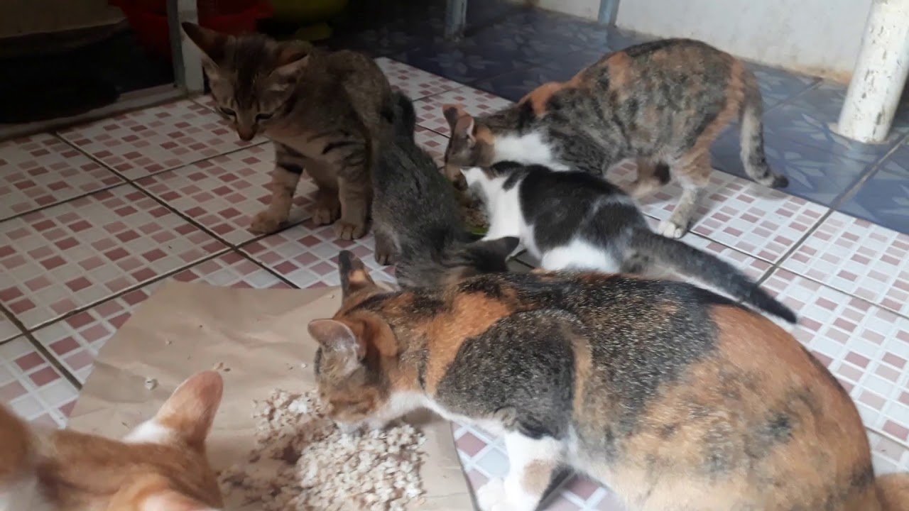 NGASIH MAKAN KUCING - YouTube