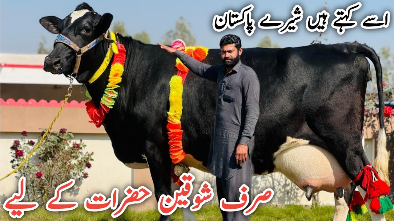 Big Cows in Pakistan | Garlando Cows | Big HF Heifers | Jani Best - YouTube
