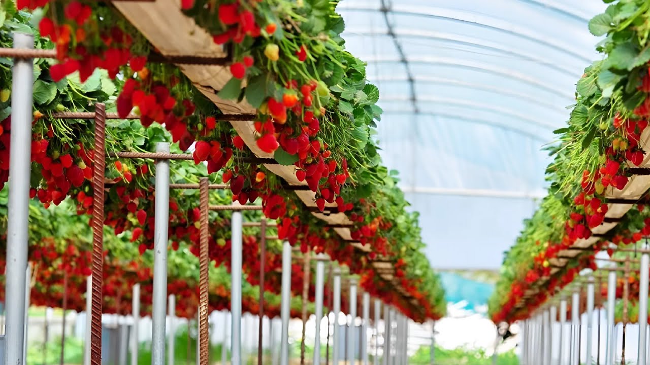Amazing 🍓 Strawberries Farming & Modern Agriculture Technology 🍓Modern ...