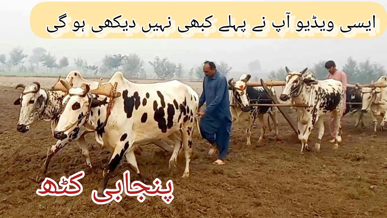 Ploughing the field with five groups of bulls | Many bulls deep ...