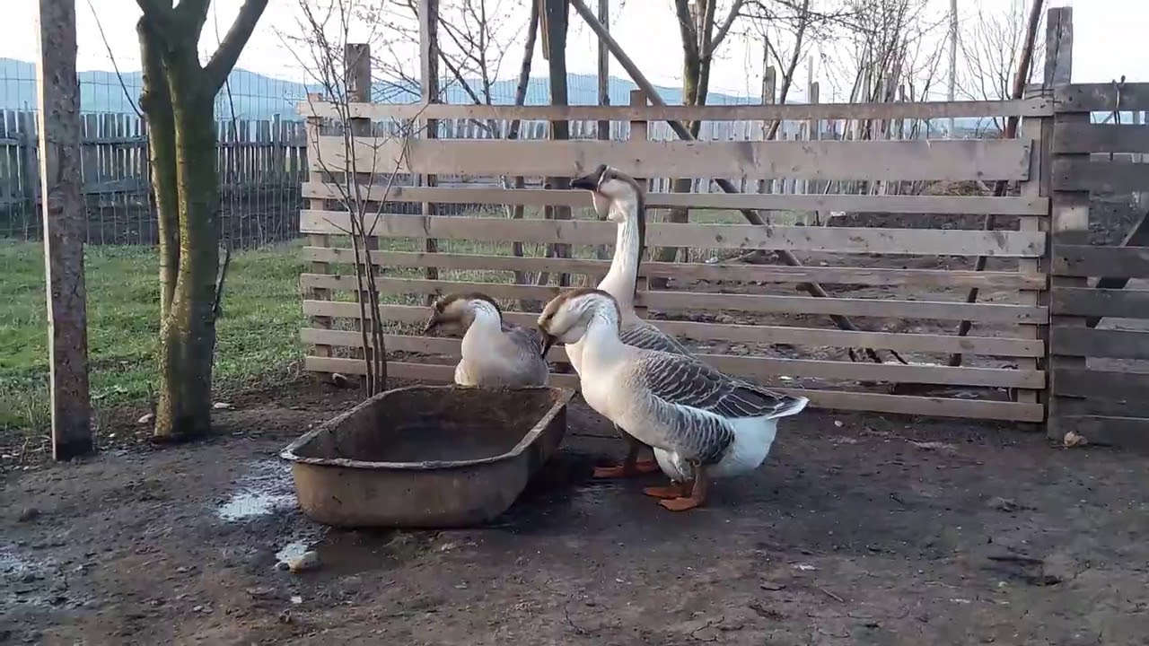 Afričke Labudaste Guske - YouTube