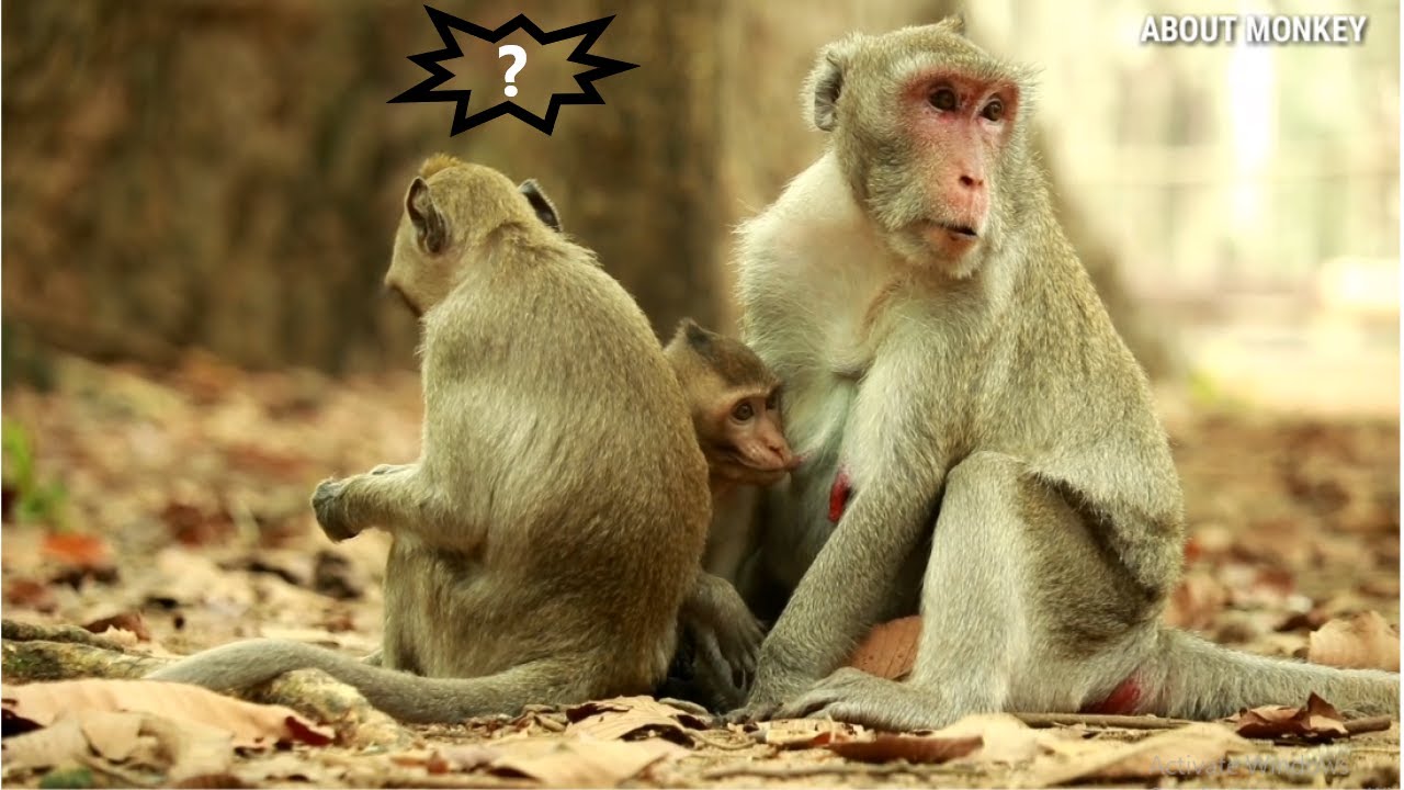 Monkey Janet Feels Deeply Sad When See Janna Nearly And Get Milk, Elsa ...