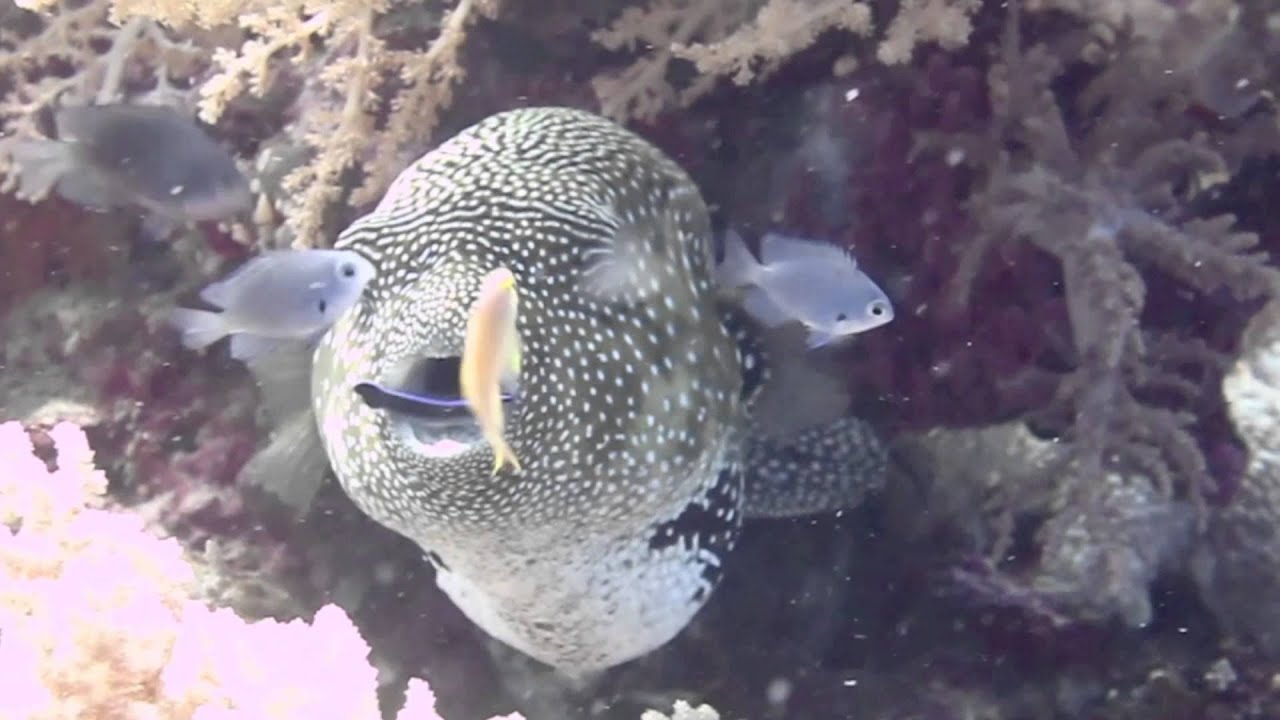 Scribbled Puffer, Arothron mappa - YouTube