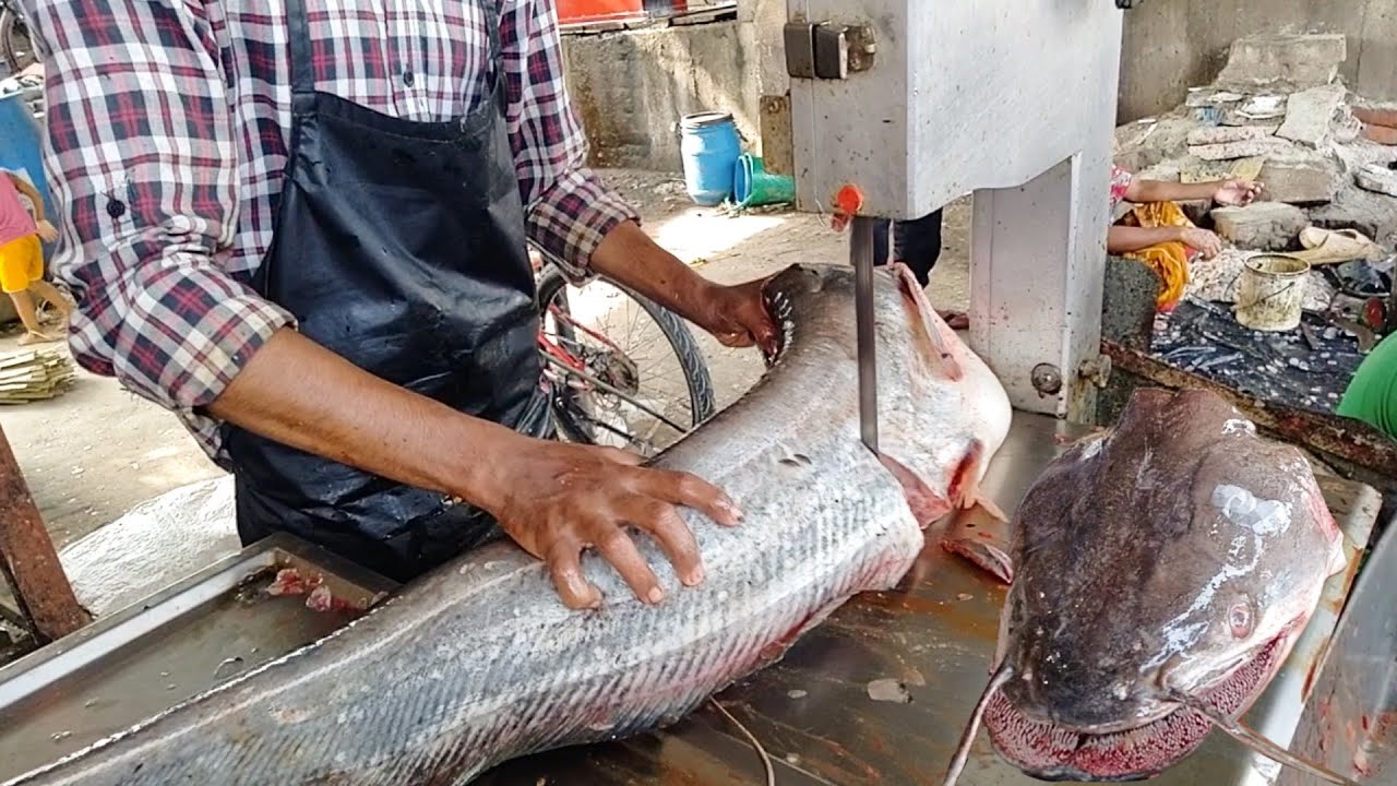 20,500 BDT (250+USD) Big Wallago Fish Cutting skills | Big Wallago Attu ...
