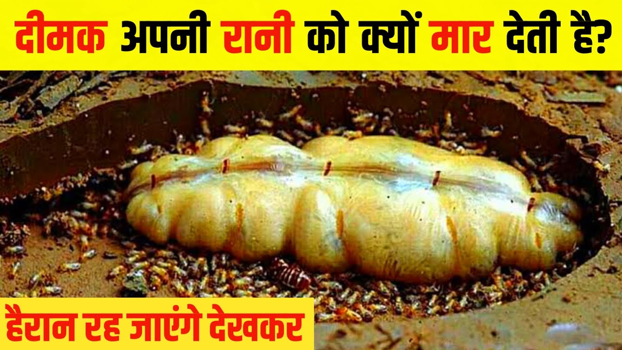 दीमक अपनी रानी को क्यों मार देती है | Life Cycle of Termites | Amazing ...