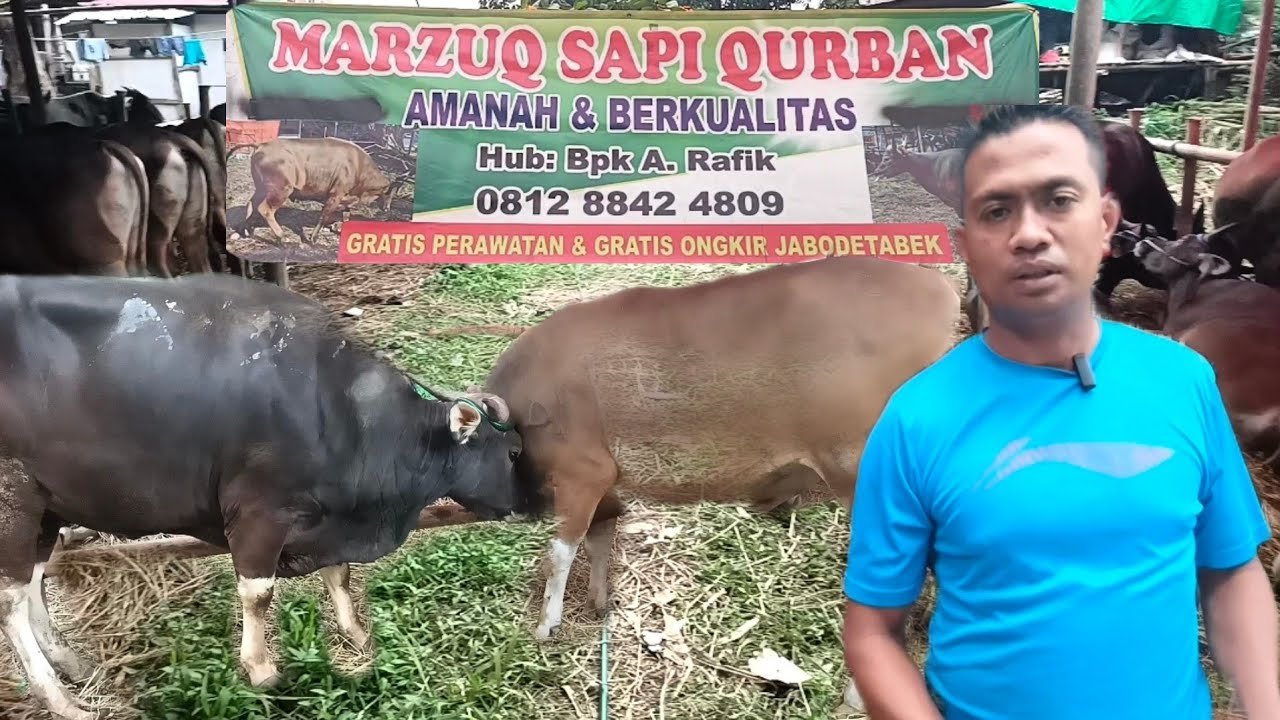 DAGING MERAH,SEDIKIT LEMAK, SAPI EKONOMIS IDOLA | MARZUQ SAPI - YouTube