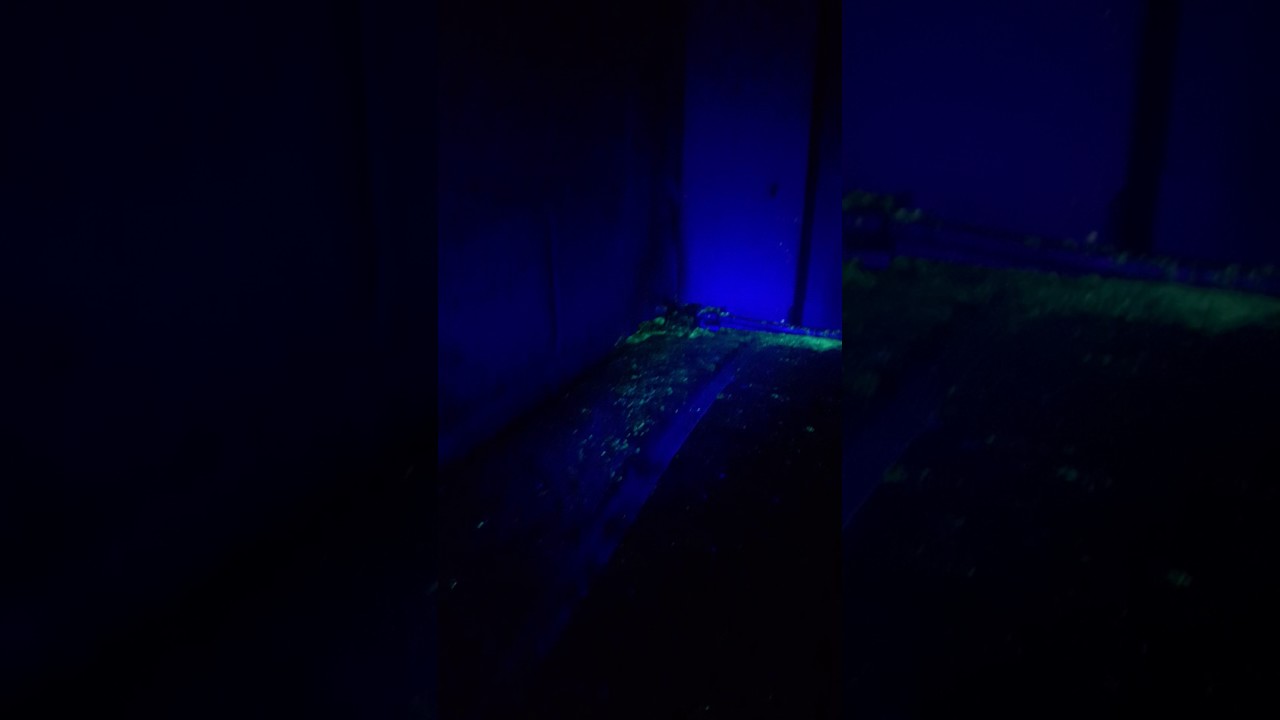 UV Tracking Dust - Rats - BioPest Management Ltd - YouTube