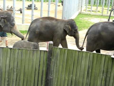 Elephants Walking Trunk to Tail - YouTube