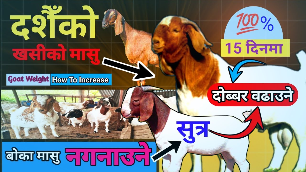 दशैँको खसी मोटो बनाउने तरिका/increase goats weight/WEIGHT GAIN DIET FOR ...