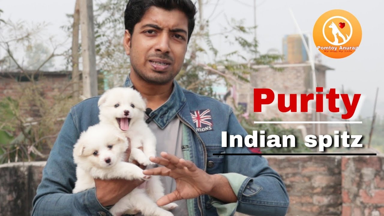 How To Check Indian Spitz Purity In One Minute Indianspitz YouTube how-to-check-indian-spitz-purity-in-one-minute-indianspitz-youtube