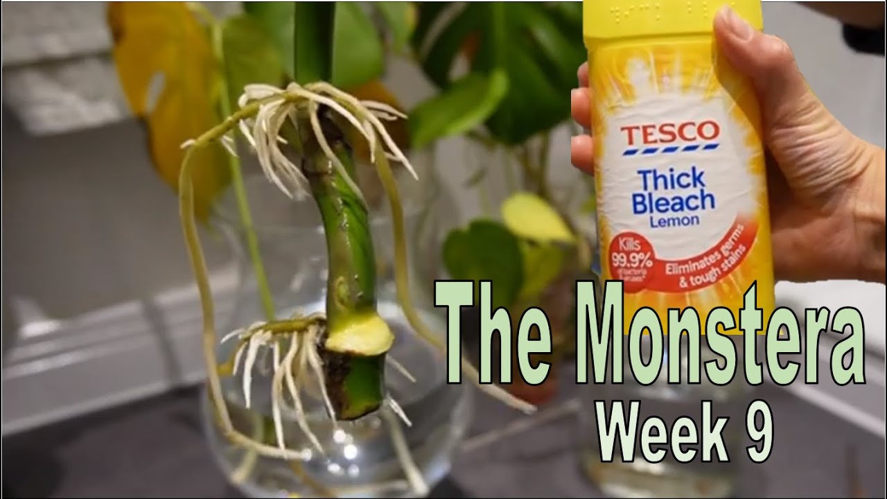 The Monstera | Progress Week 9 | Bleach Wash - YouTube