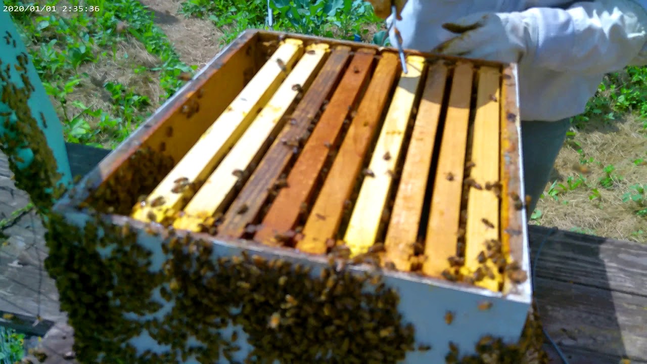 Mighty Mite Killer - YouTube