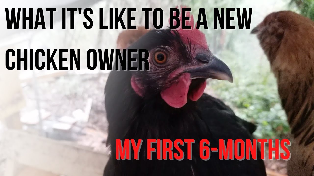 What it’s like to be a new chicken owner - My First 6 Months - YouTube