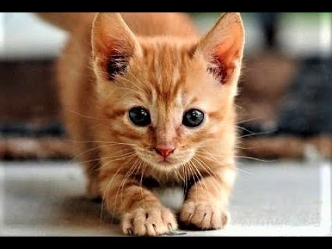 ///NEW 2018/// FUNNIEST CAT ( EN KOMIK KEDI) (LUSTIGSTE KATZE 2018) (SMESHNOY KOT)