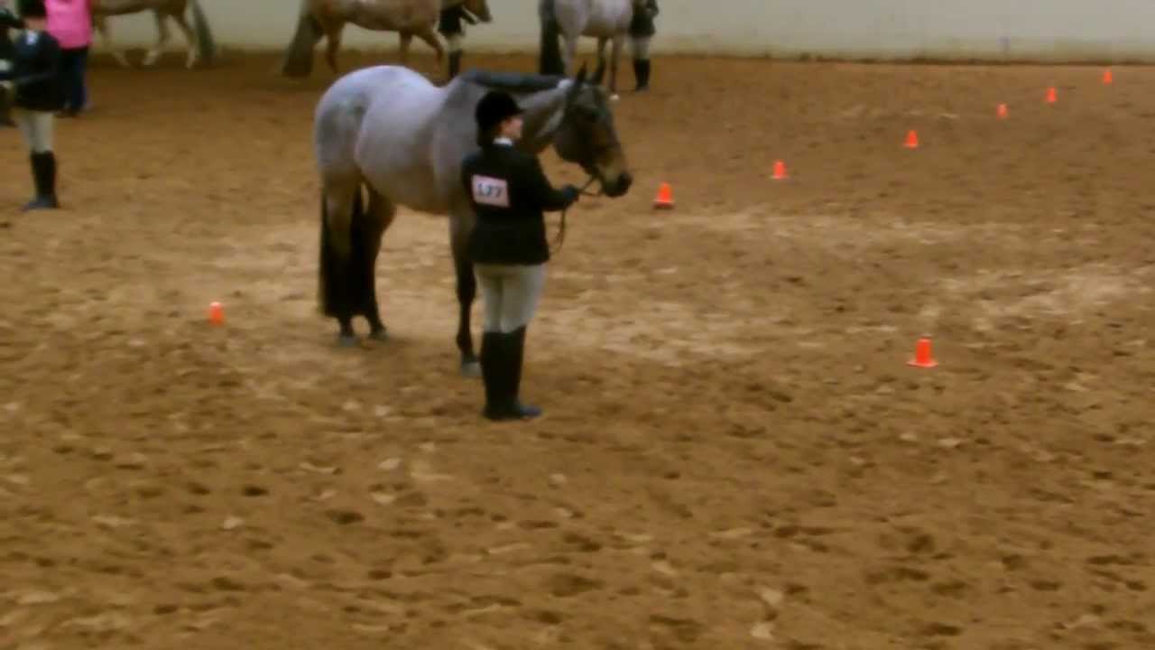 English Showmanship - YouTube