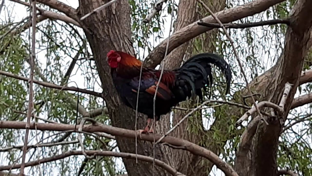 Domestic chickens with wild hearts :) - YouTube