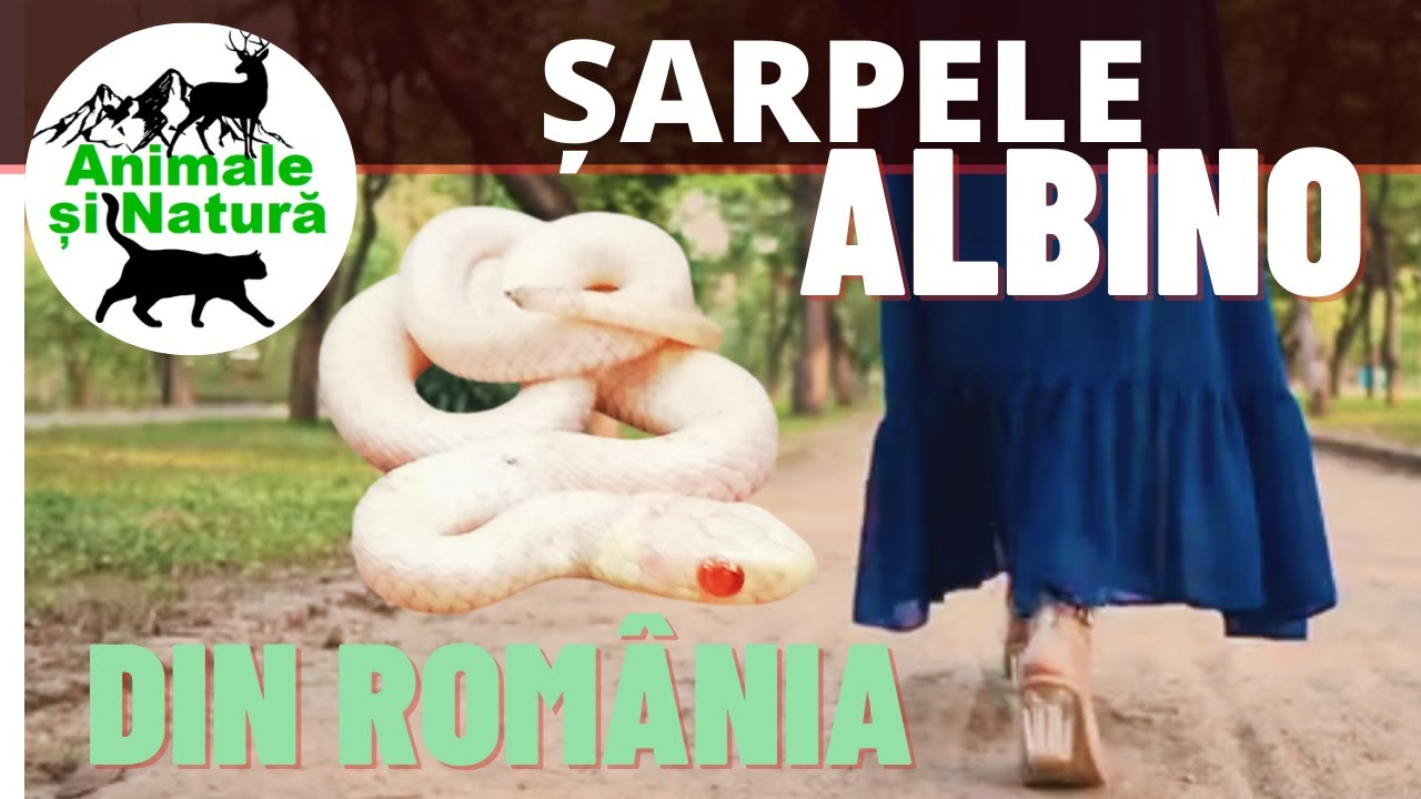 Șarpe alb cu ochi roșii descoperit în România: O nouă specie sau o ...