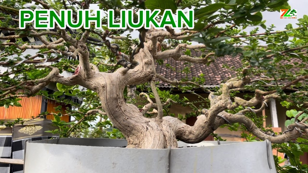 “SPRING TREE” DITEMUKAN POHON YANG BAGUS TAPI MURAH - YouTube