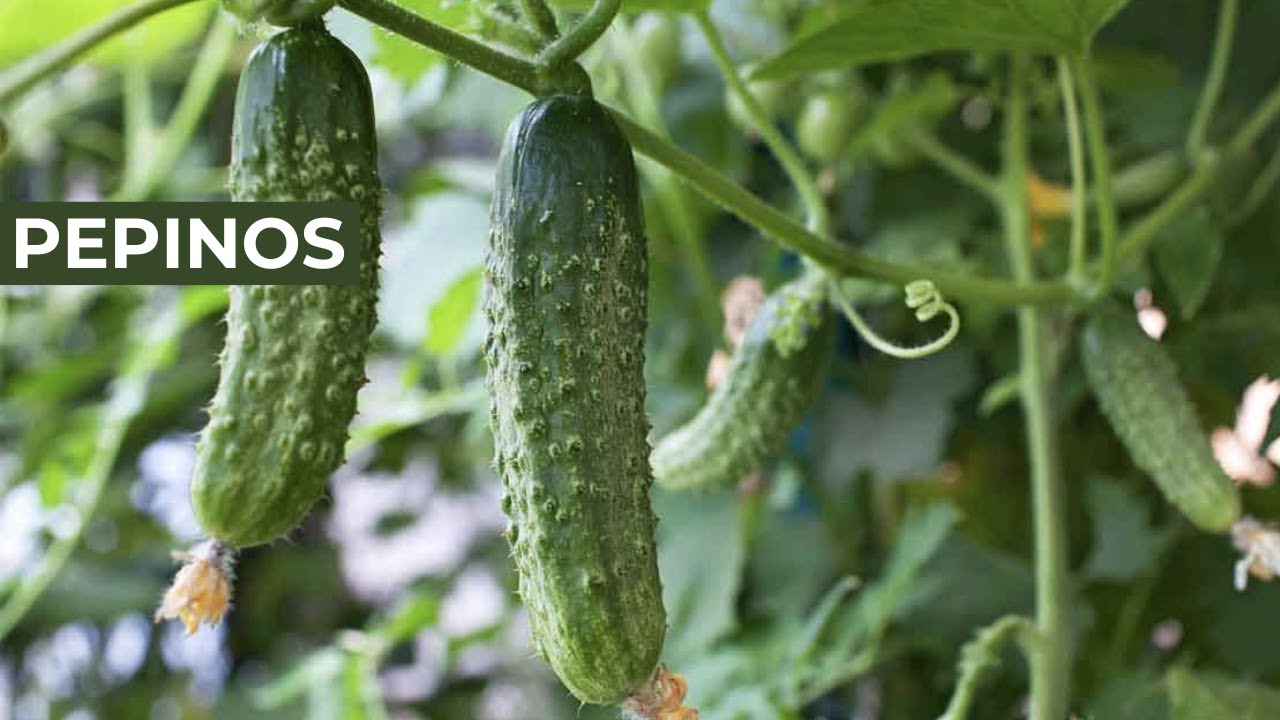 ¿Como cultivar PEPINO de la mejor manera? 🥒 - YouTube