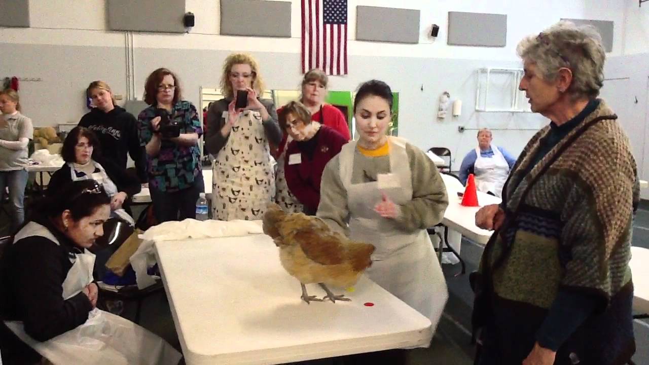 Clicker Training a chicken - YouTube