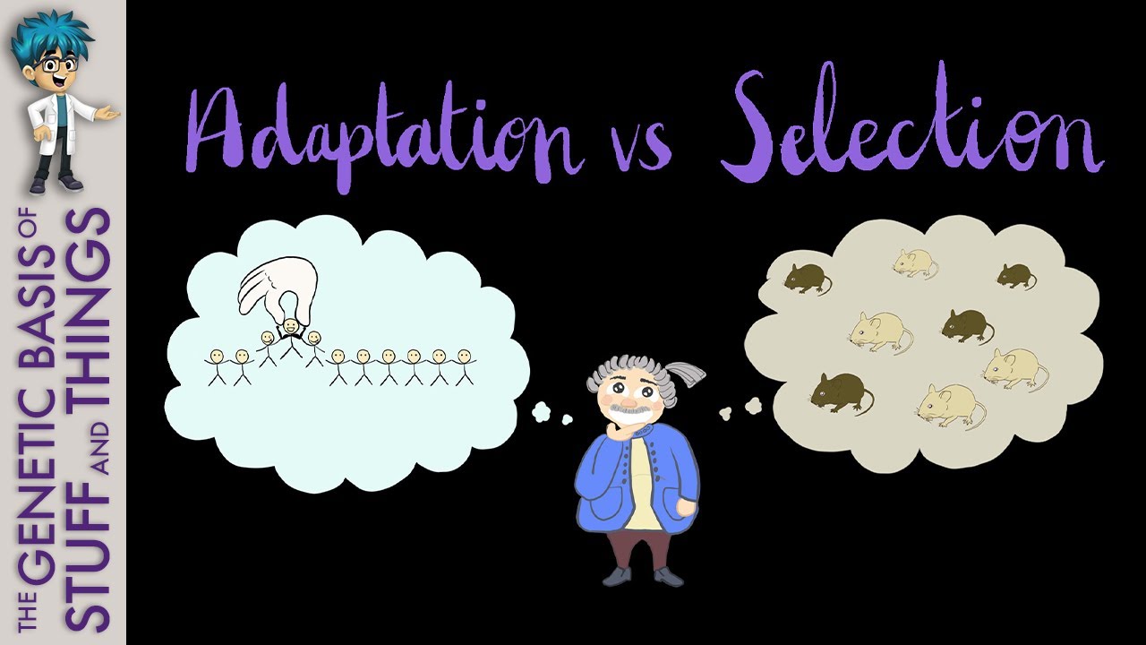 Adaptation vs selection: What YOU need to know about exaptation - YouTube