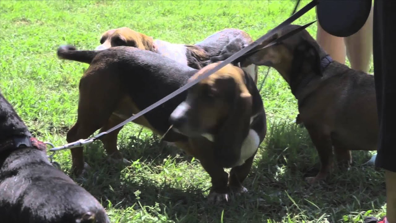 Muddy Mutt Event - YouTube