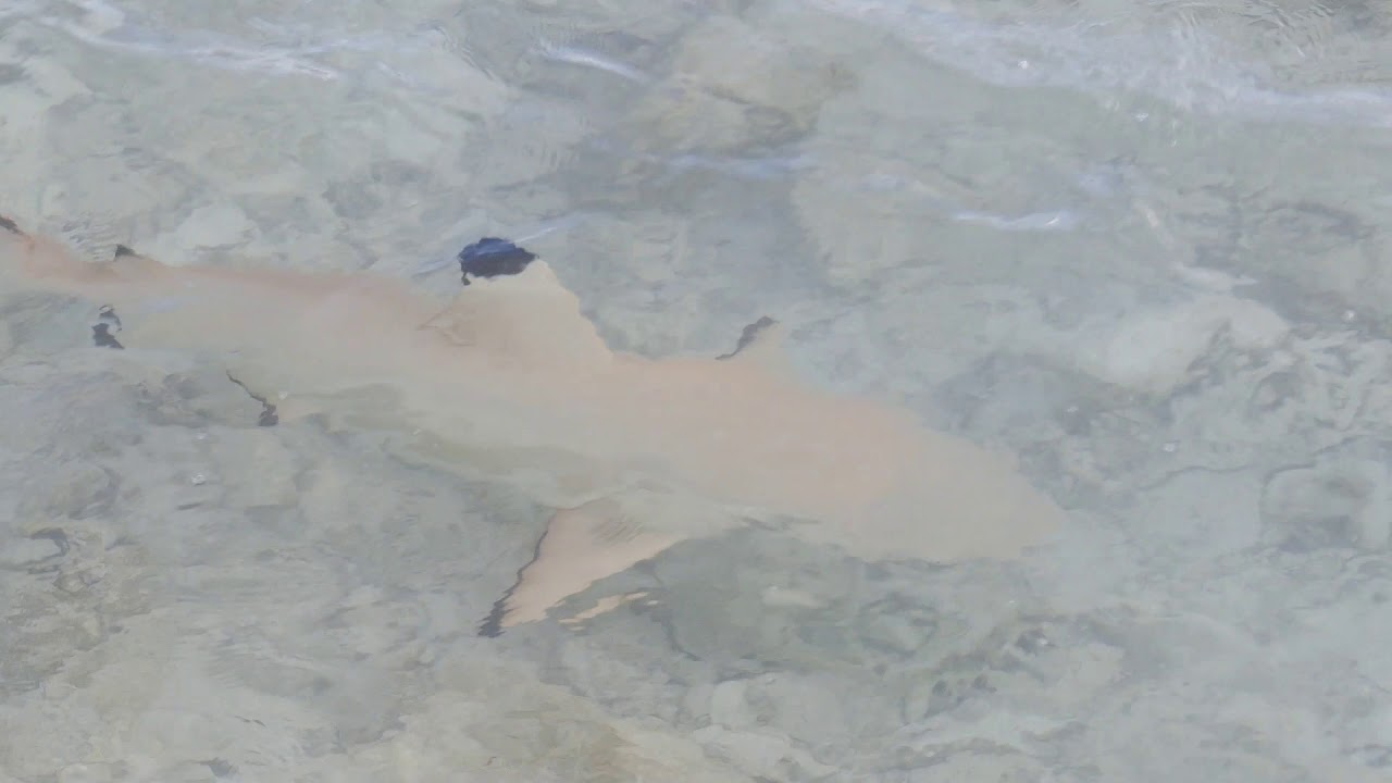 Haifisch am Strand - YouTube