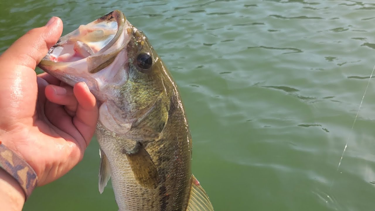 Fishing with the new Googan x Mountain Dew bandito bugs - YouTube